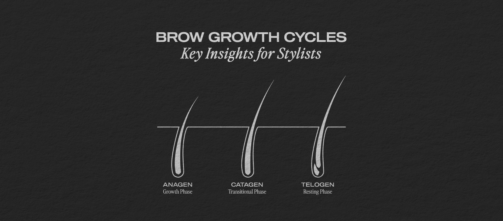 Understanding Brow Growth Cycles: Key Insights for Brow Stylists | Brow ...